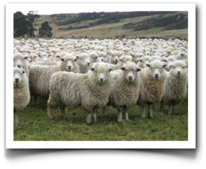 Efecto arrastre, comportamiento gregario y adopción tecnológica ...